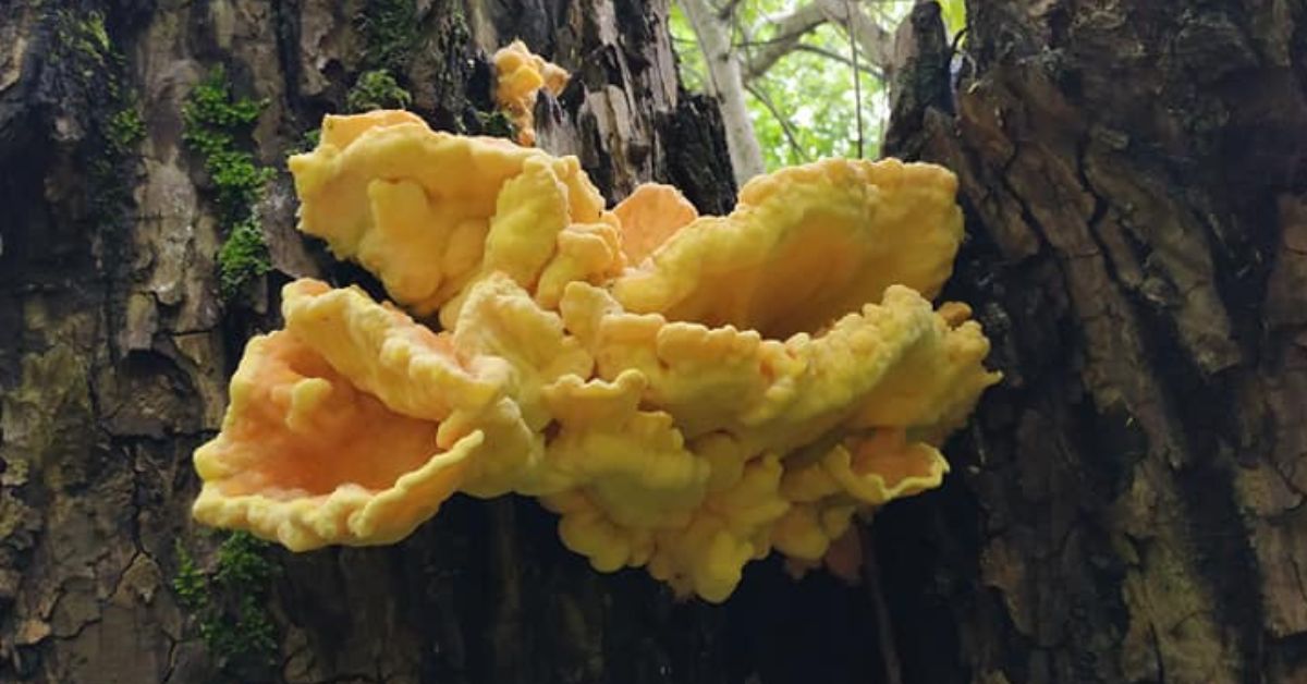 Sírovec- chutná, jedlá huba s prínosom pre zdravie