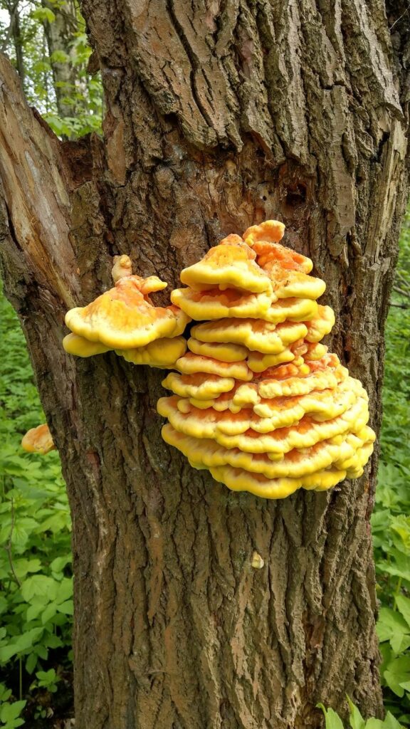 Sírovec- chutná, jedlá huba s prínosom pre zdravie